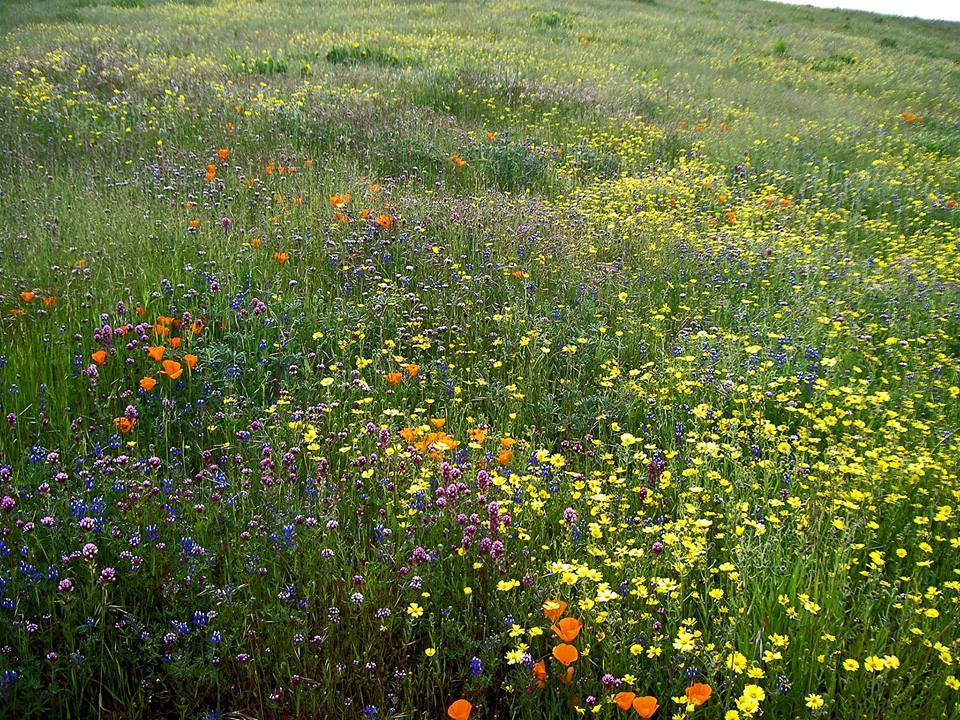 Blog: Celebrating Biodiversity - Redwood City Pulse