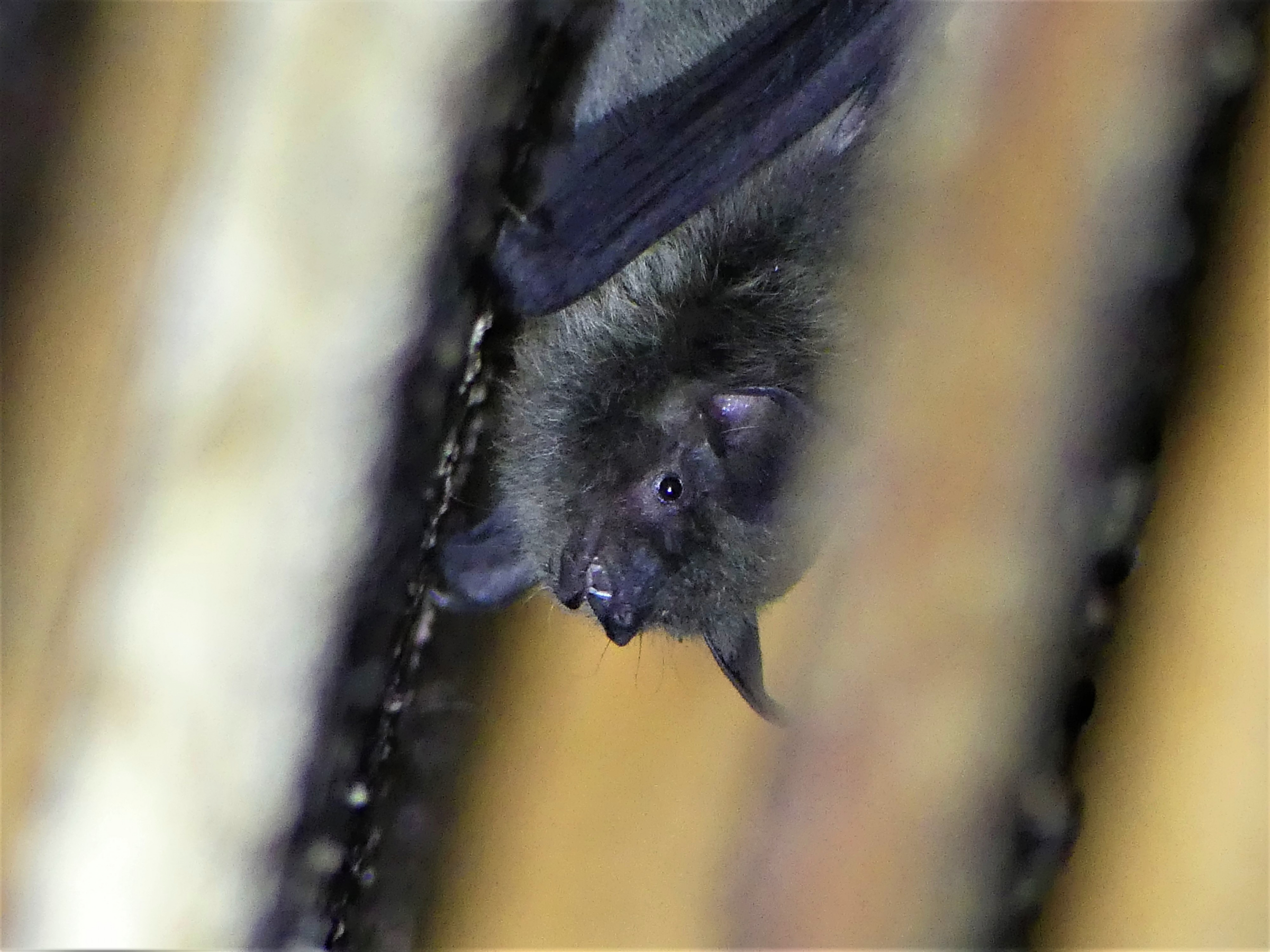 Expert: Wet winter has produced unexpected side effect — bats - Redwood ...