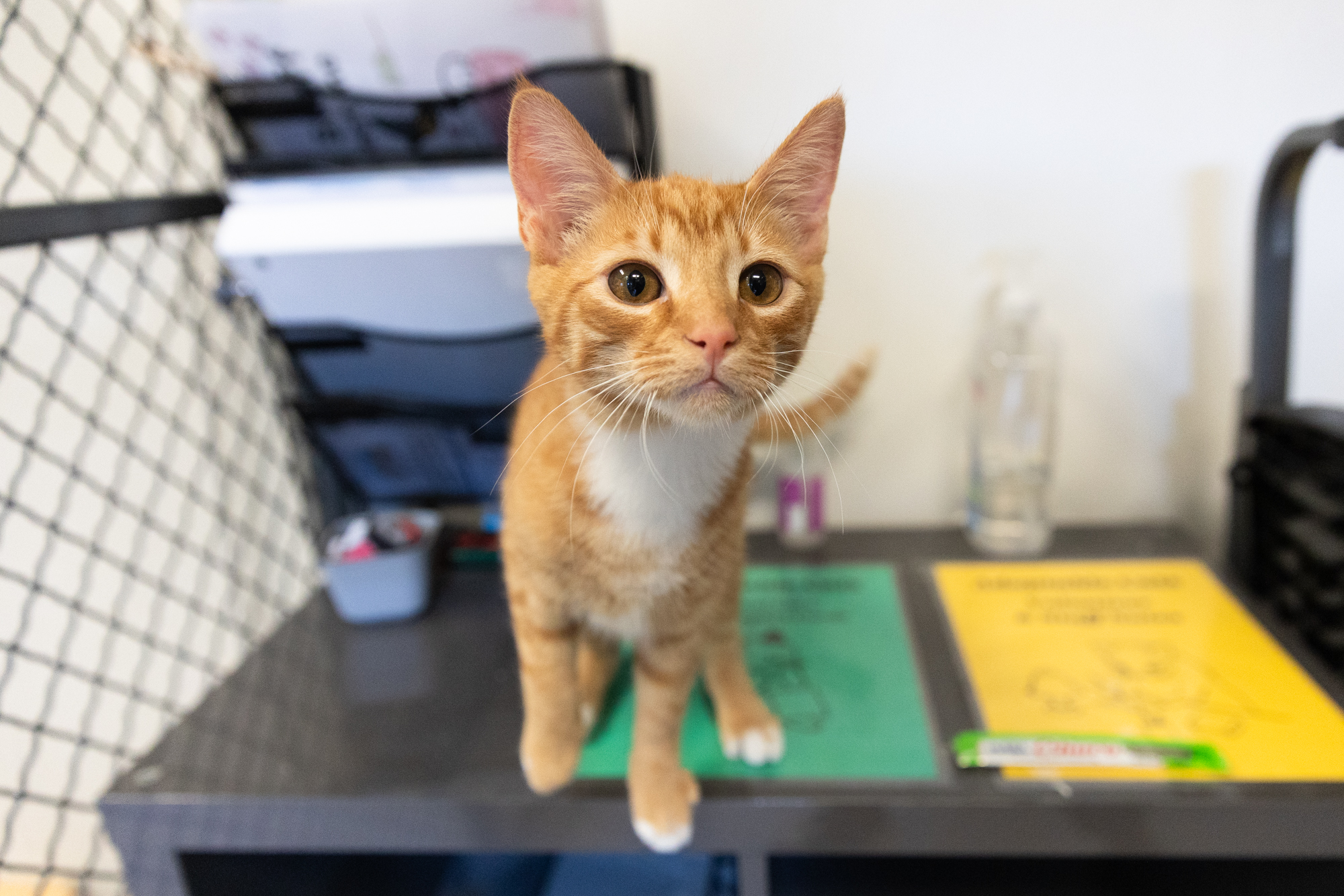 Redwood City-based animal nonprofit set to ink five-year deal with Palo ...