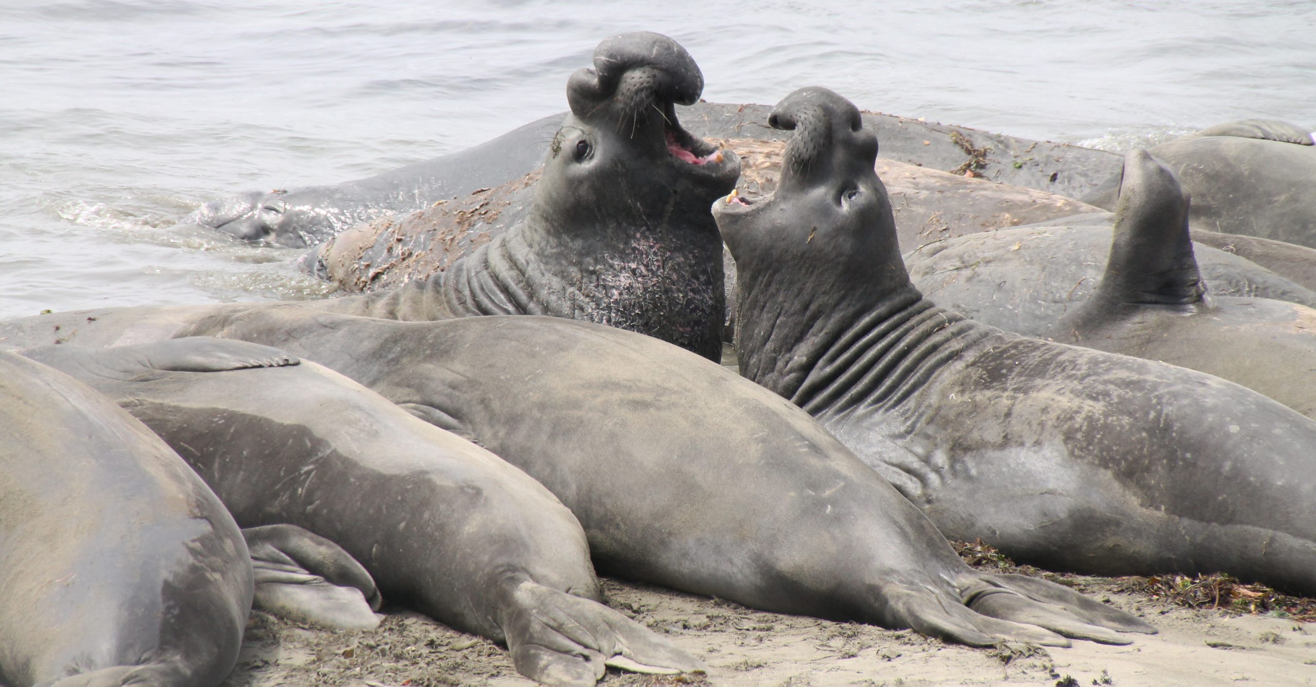 The remarkable resurgence of elephant seals - Redwood City Pulse