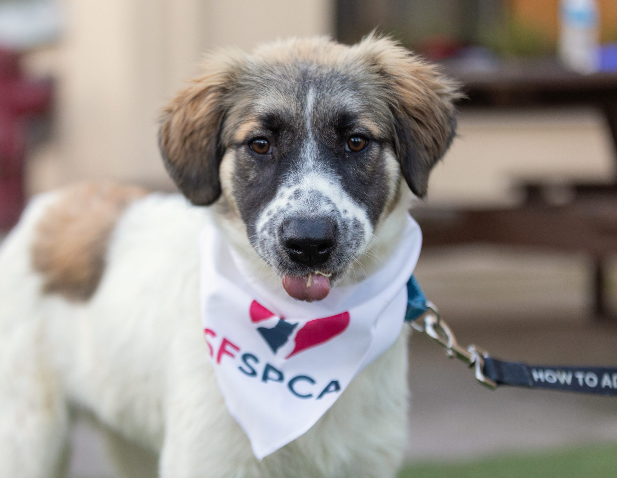 State's first Adopt-a-Pet Day kicks off Saturday - Redwood City Pulse