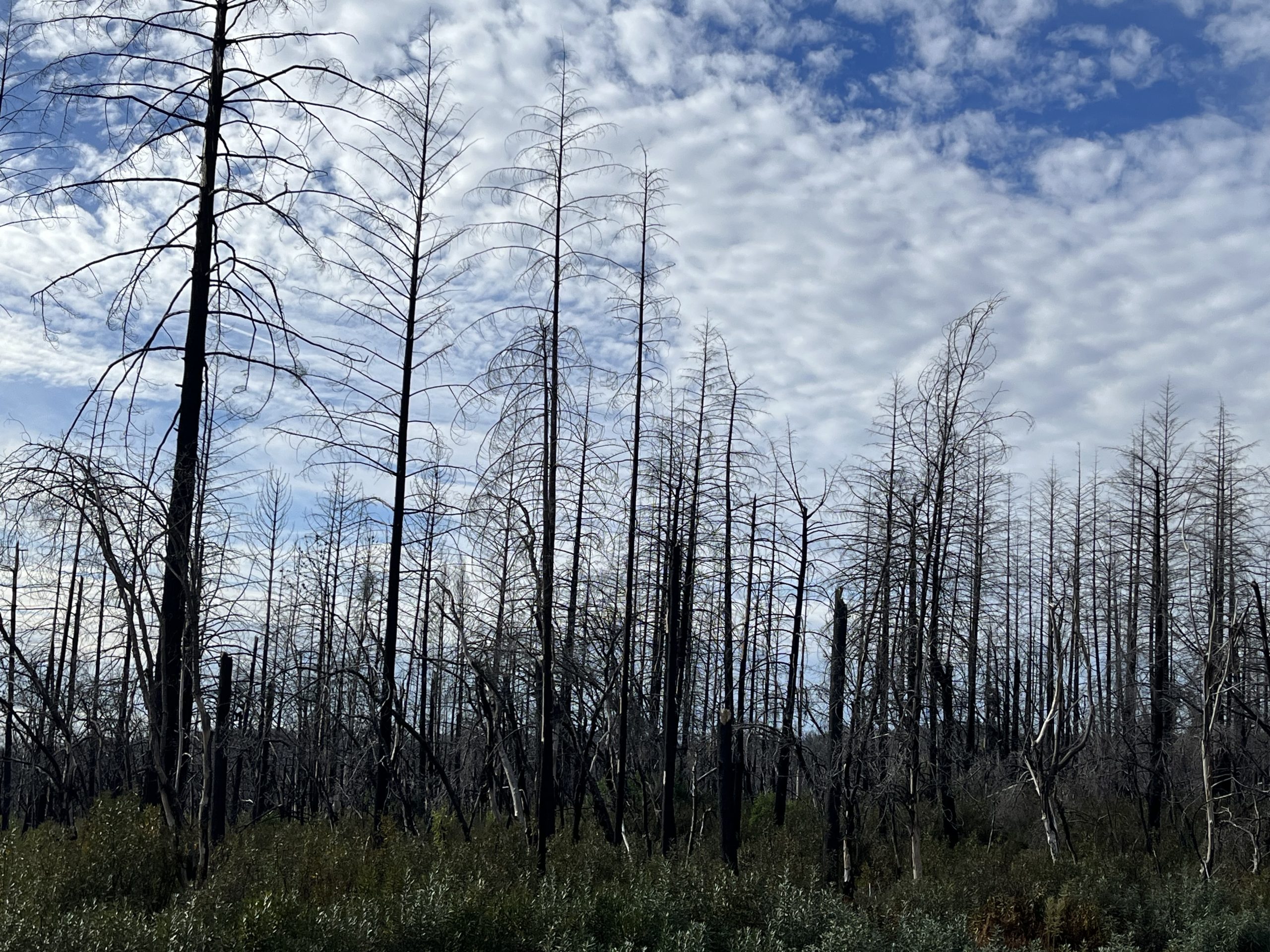 How to increase our forests’ resistance to wildfires