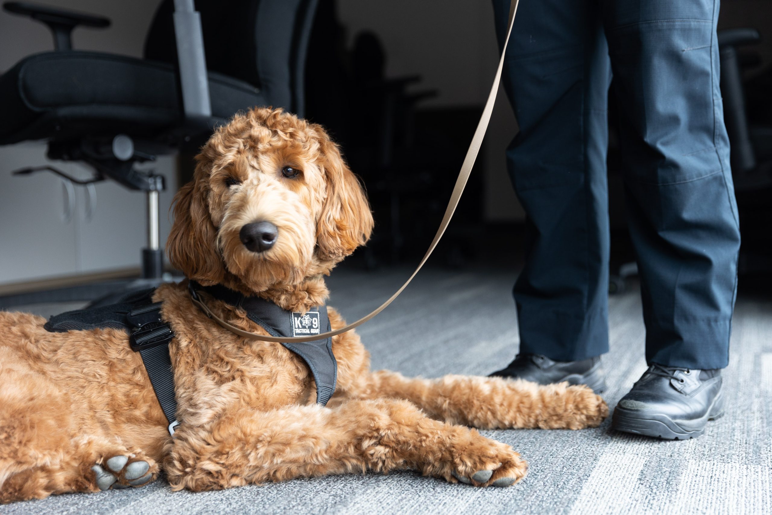 San Mateo County Sheriff’s therapy dog program expands to three