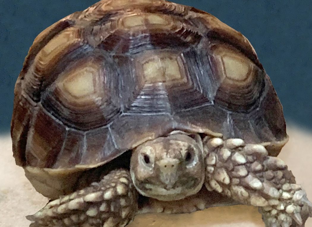 Pet of the Week: Nutmeg - Redwood City Pulse