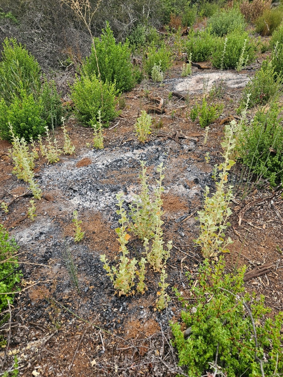 ‘It was a surprise completely:’ a rare native plant pops up at Jasper ...