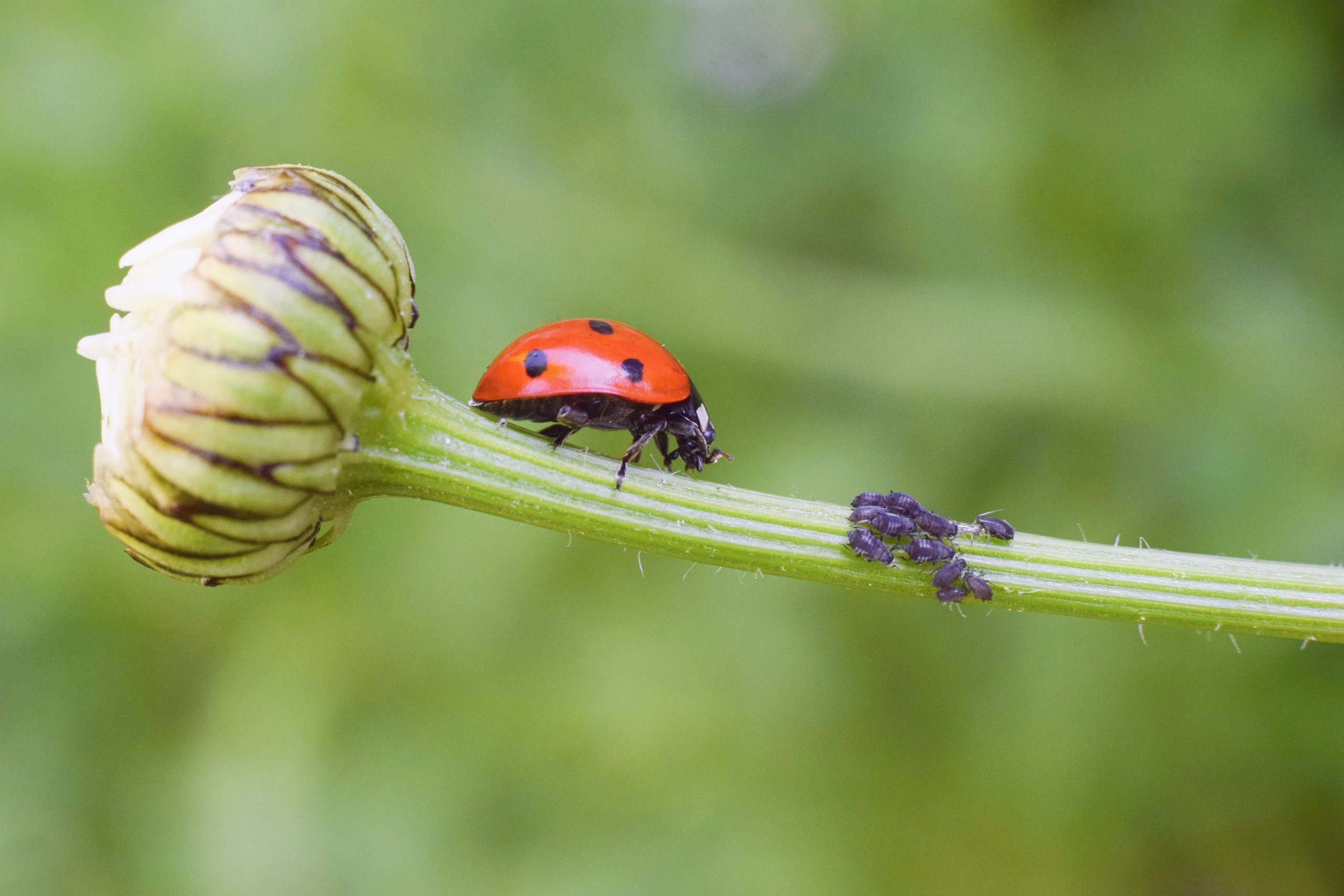 Ask a Master Gardener: How to identify garden insects and unfamiliar ...