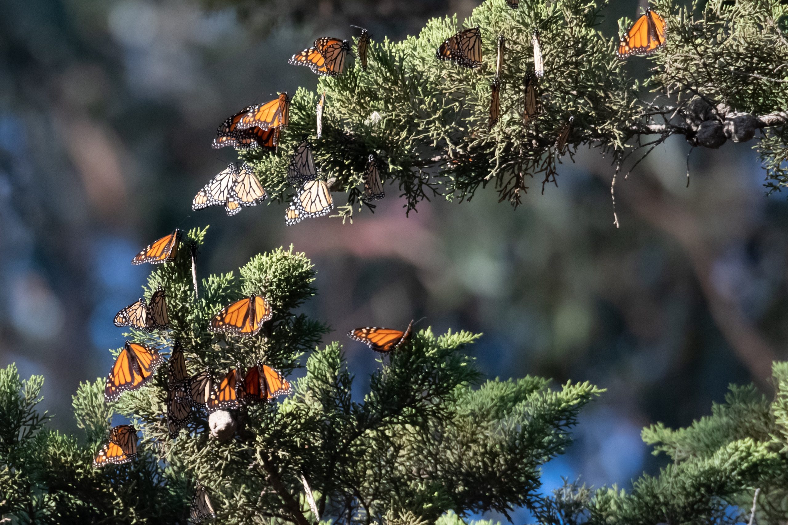 Californians urged to track monarch sightings - Redwood City Pulse